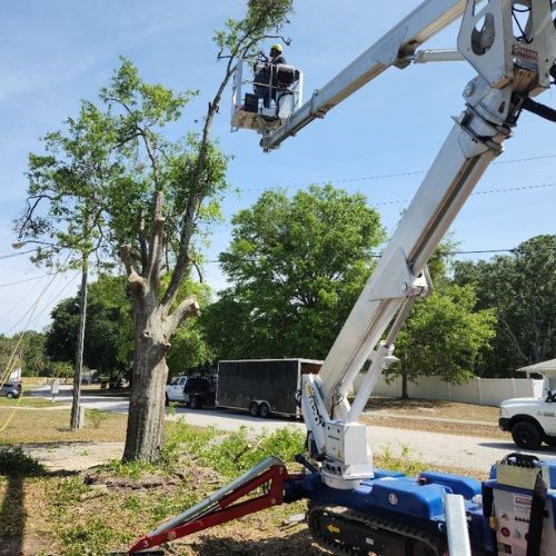 Tree And Palm Trimming Southern Turf tree-and-palm-trimming-southern-turf